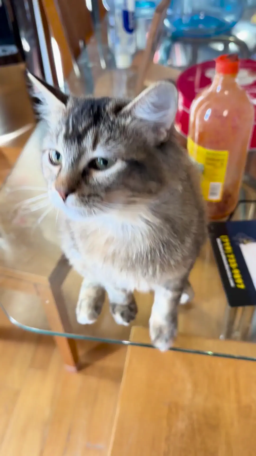 Discover more like Aww: The tiniest of meows. Excuse the mess. The hot sauce was put away right ...