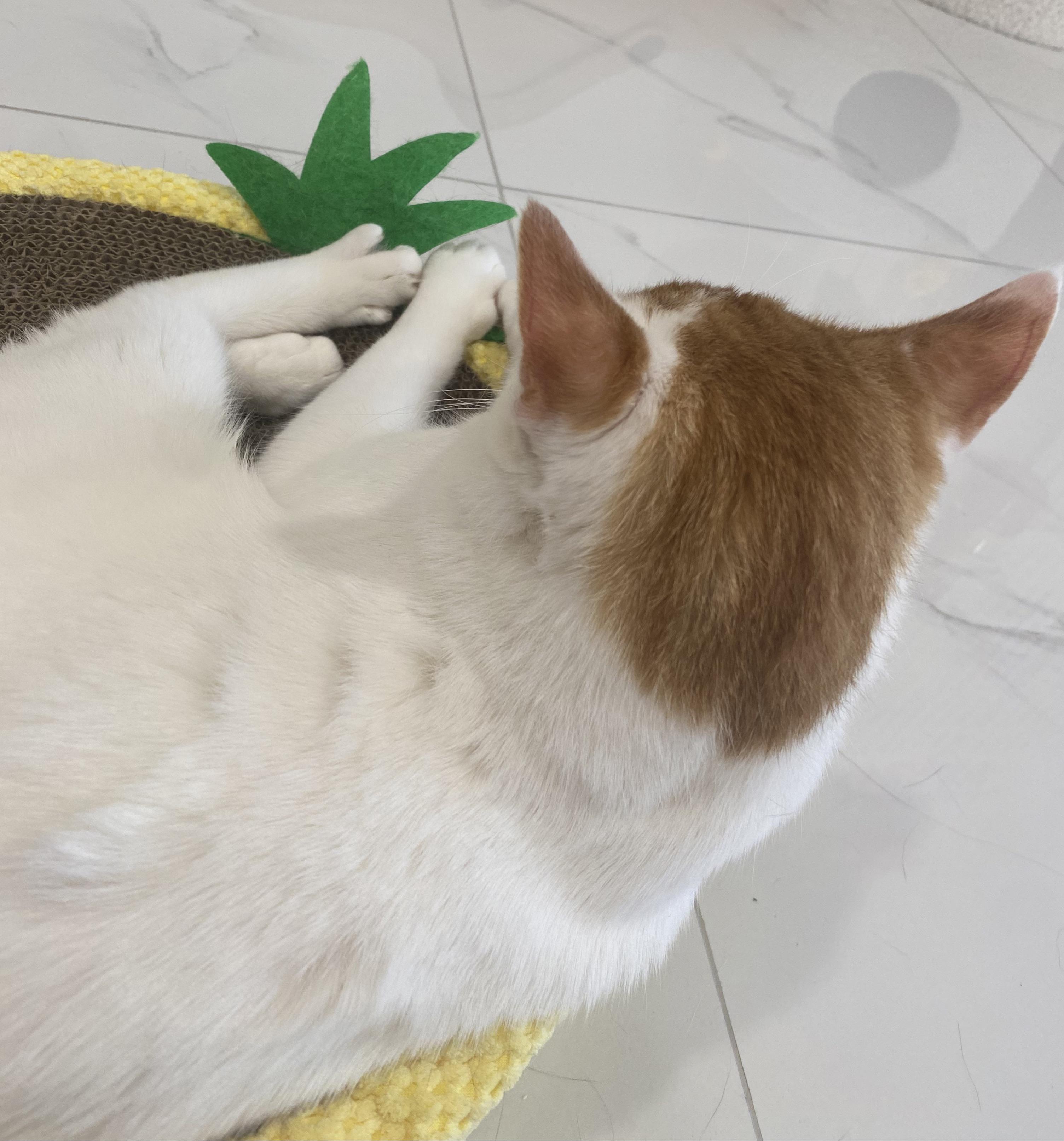 The tiniest of spreads | Scrolller