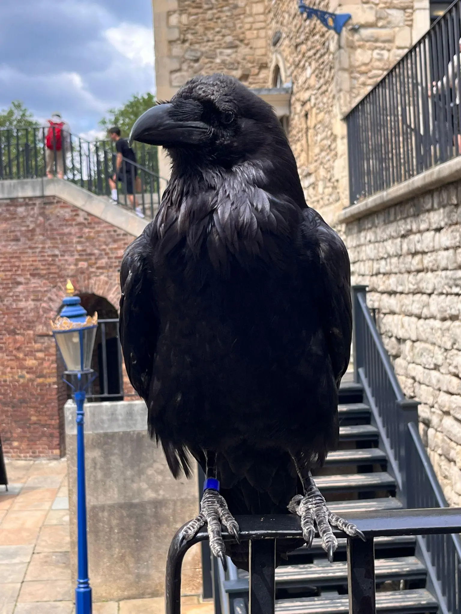 Discover more like Corvids: The Tower Ravens are so beautiful and Related Content | Scrolller
