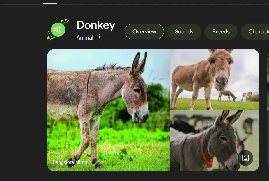 The word "Donkey" doesn't feel right anymore | Scrolller