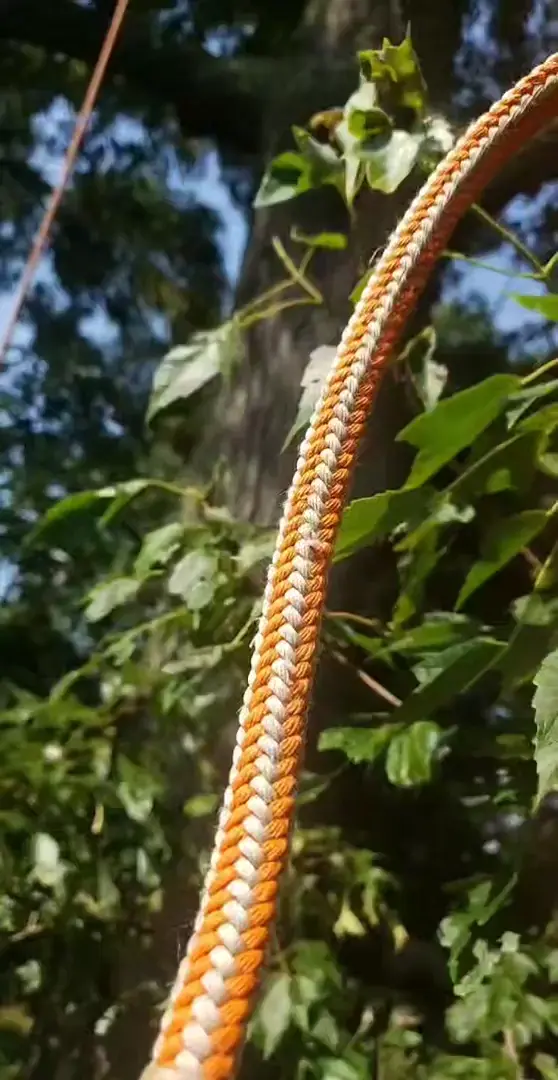 The "wraptor". Saves time climbing into big trees | Scrolller