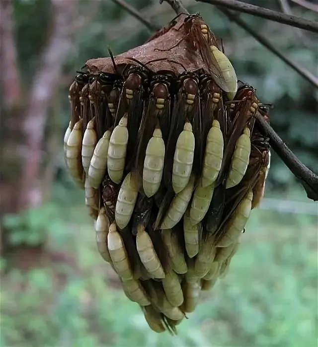 These assholes can't get any more disgusting. Apoica wasp nest. | Scrolller