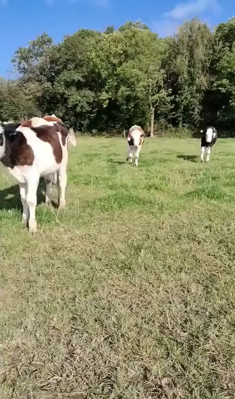 These calves get quite happy when they see me! They always expect some pets. | Scrolller