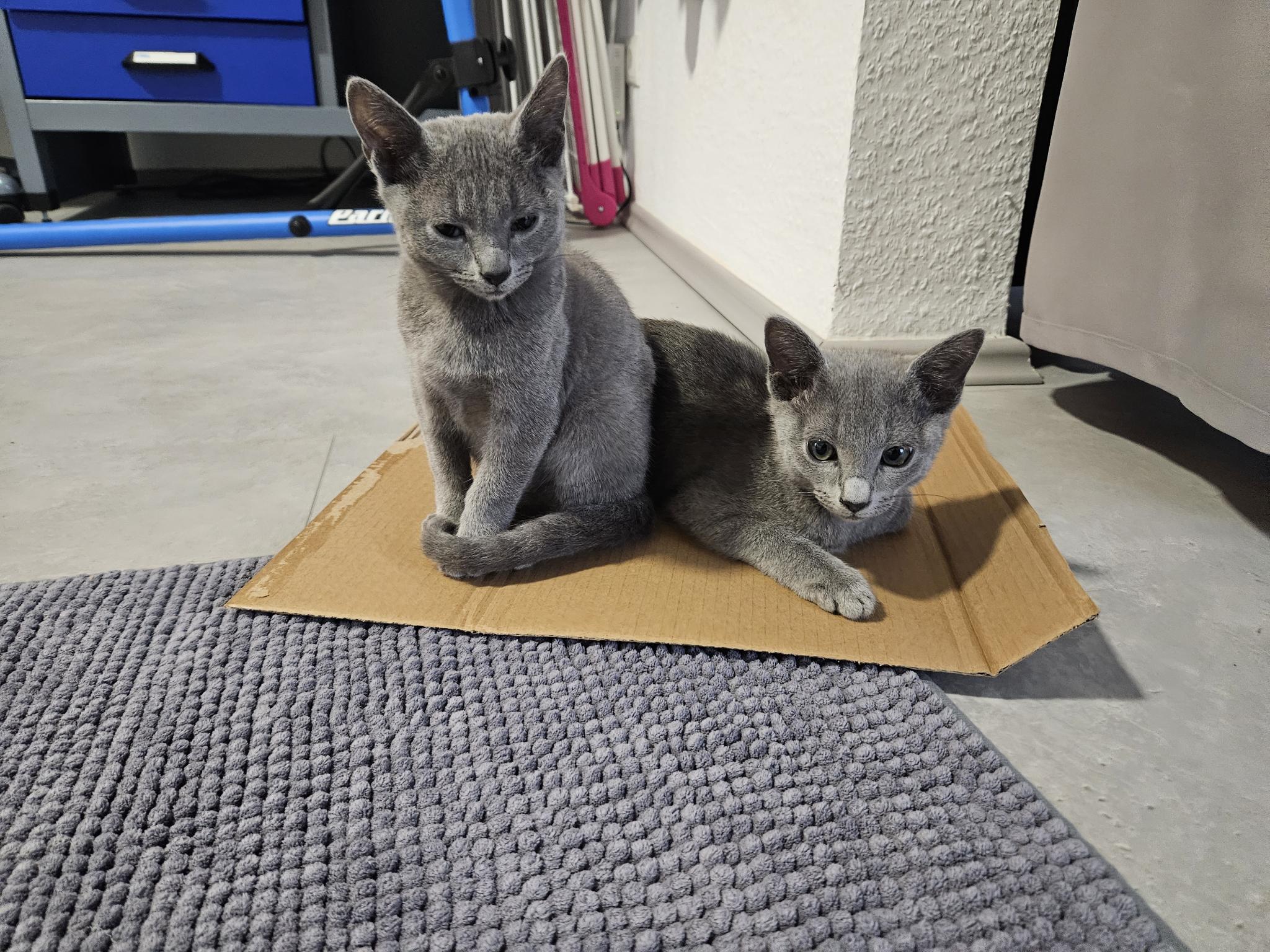 These younglings are easy to catch. | Scrolller