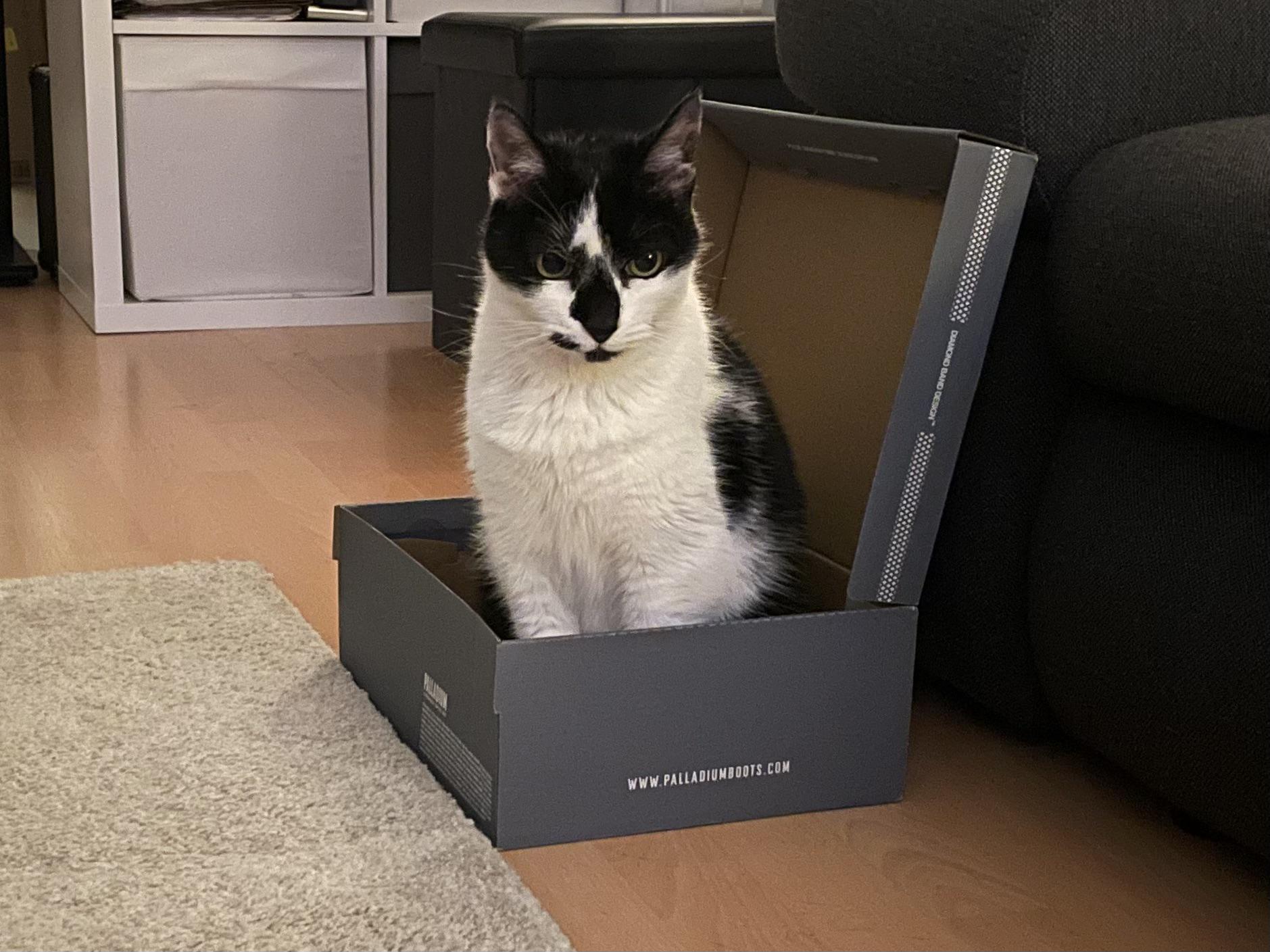 Thinking box upgrade successful | Scrolller