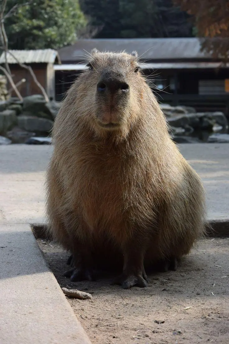 This Cute Capybara 🤎 | Scrolller