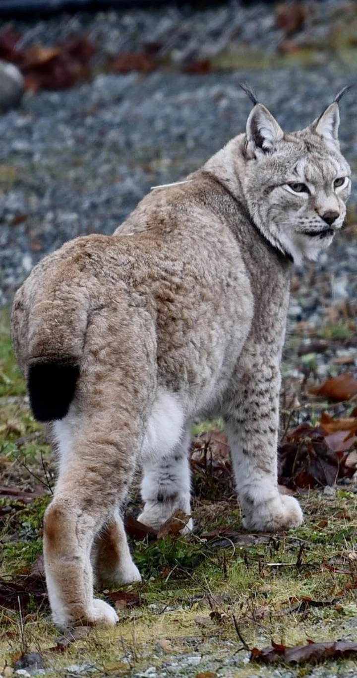 This Cute Eurasian Lynx | Scrolller