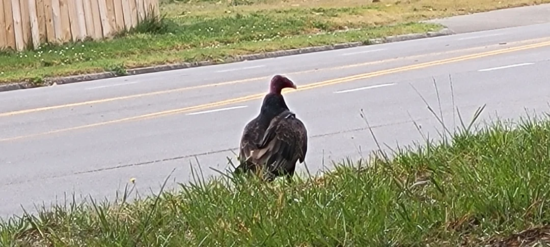 This guy was getting dive bombed by crows | Scrolller