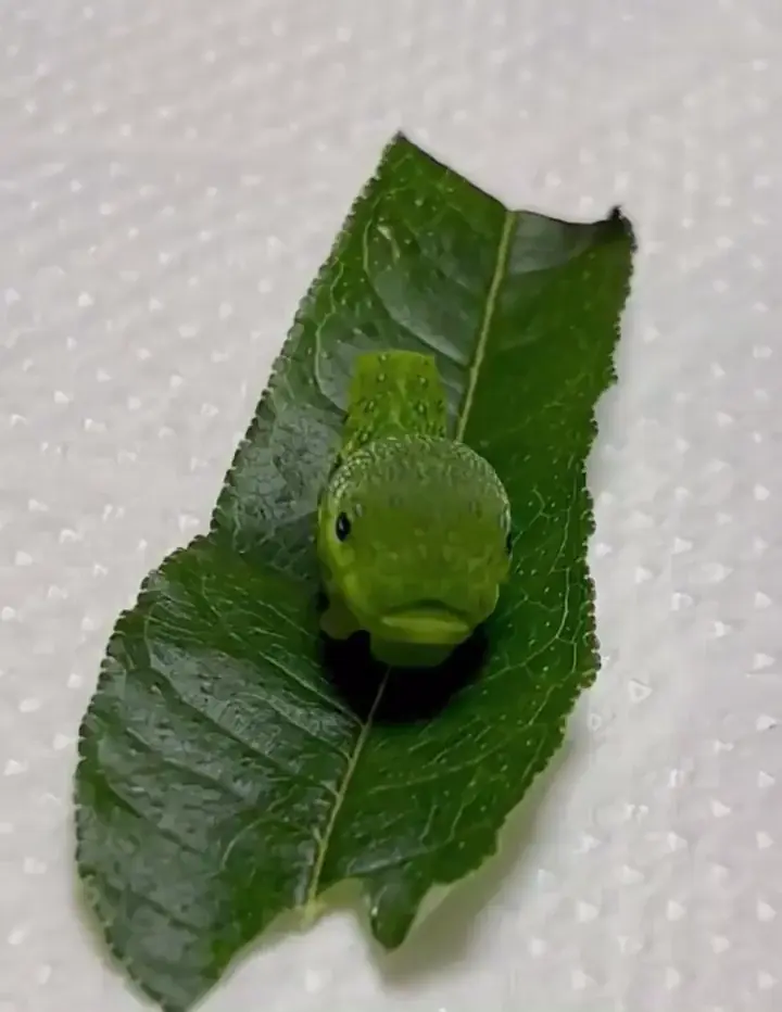 This inch-worm using a leaf as a seesaw | Scrolller