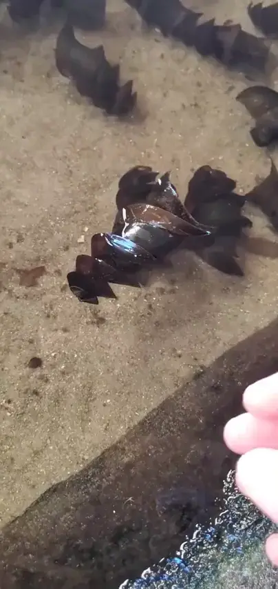 This is a shark’s egg | Scrolller