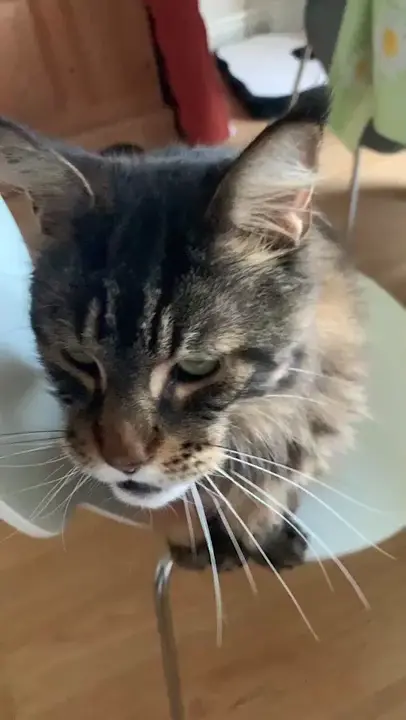 This is how Barney meows when he wants food | Scrolller