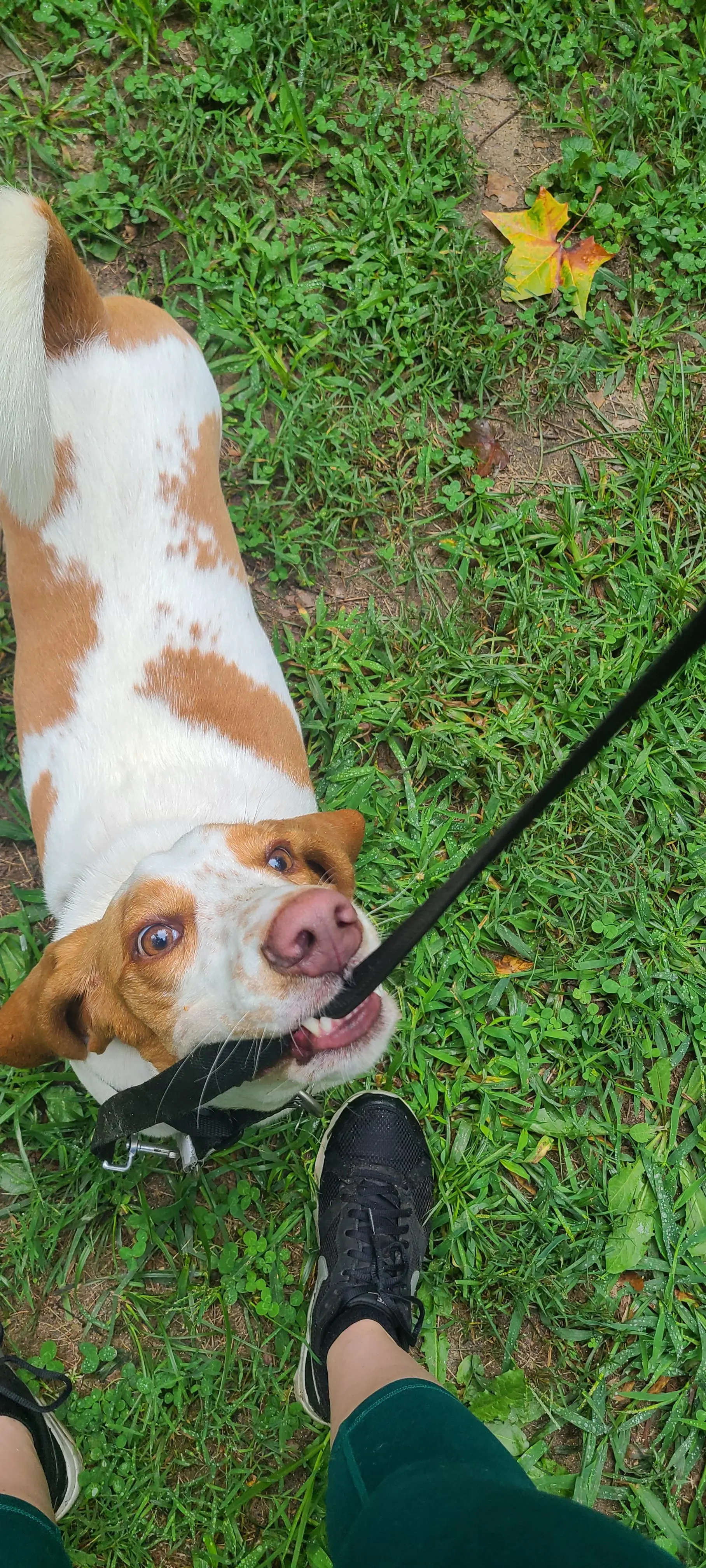 This is what Scoot does when he DEMANDS a change in direction. | Scrolller