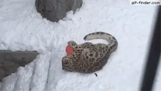 This is why snow leopards are endangered. | Scrolller