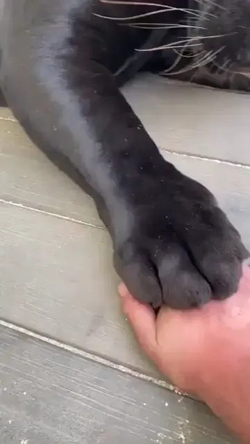 This panther playing the hand stacking game. | Scrolller