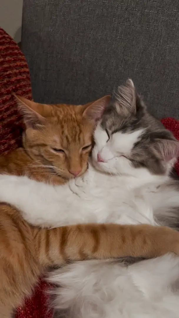 Those two purr motors are in sync! | Scrolller