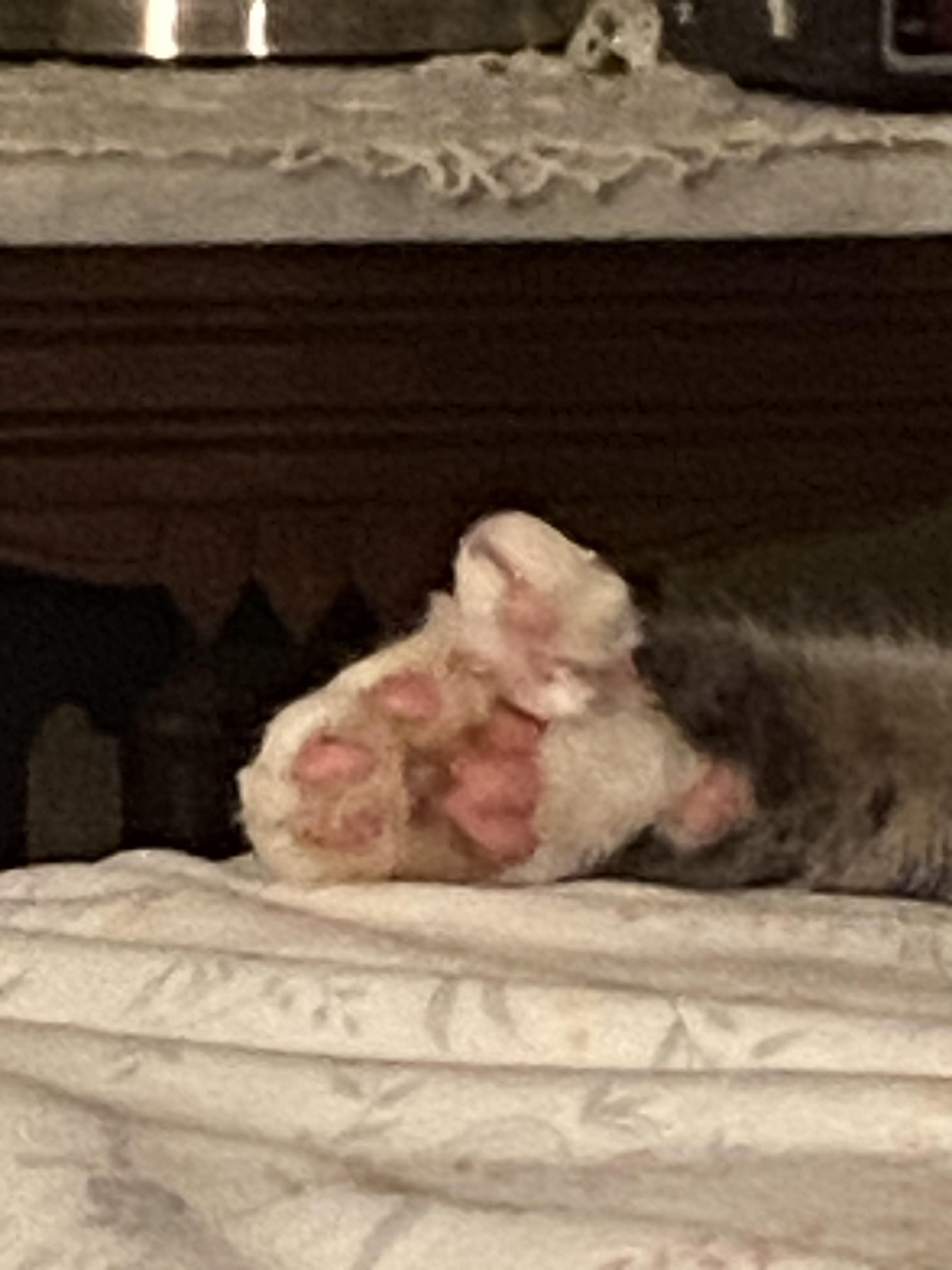 Thumbs up beans | Scrolller