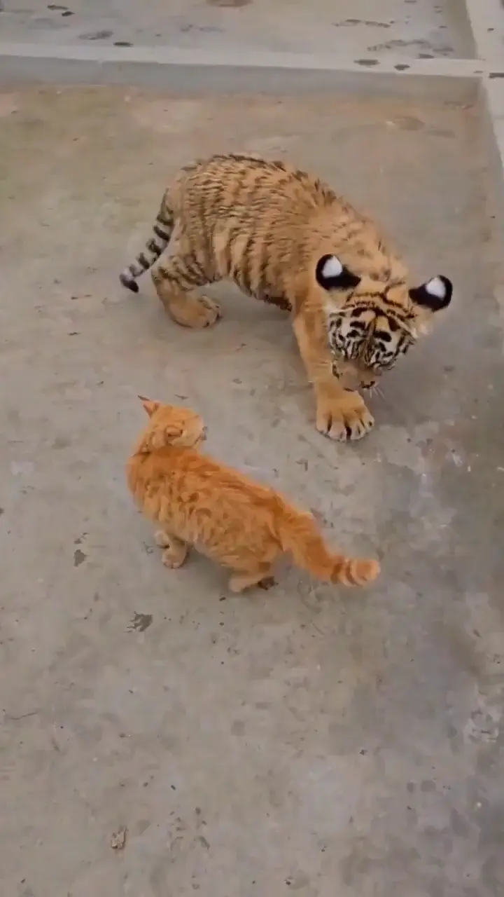 Tiger's knows this cat is innocent | Scrolller