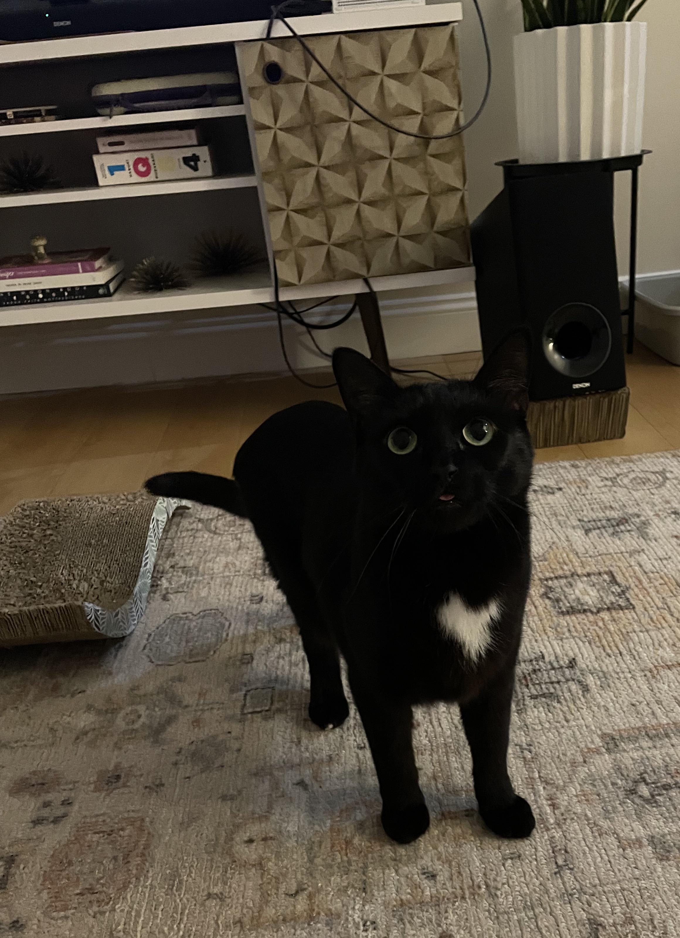 Tiny blep from a big boy | Scrolller