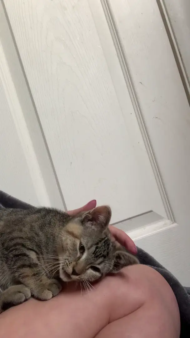 Tiny cat, big motor | Scrolller