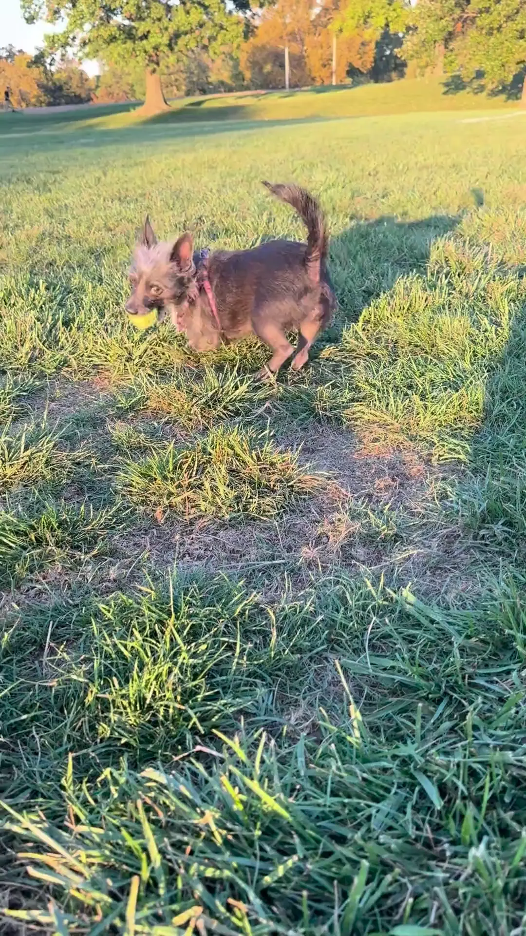 Tiny dancer | Scrolller