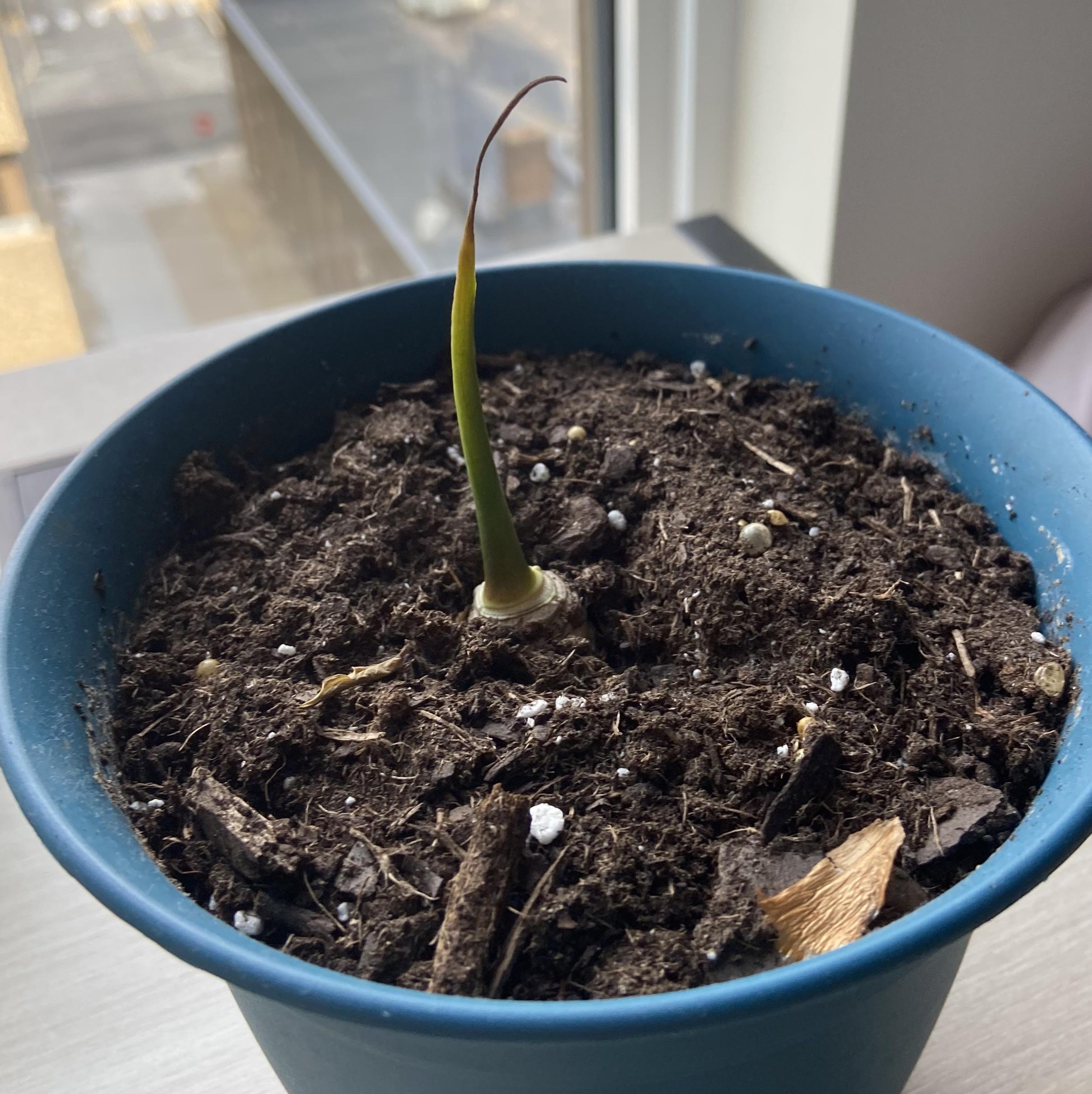 Tiny Dancer Plant | Scrolller