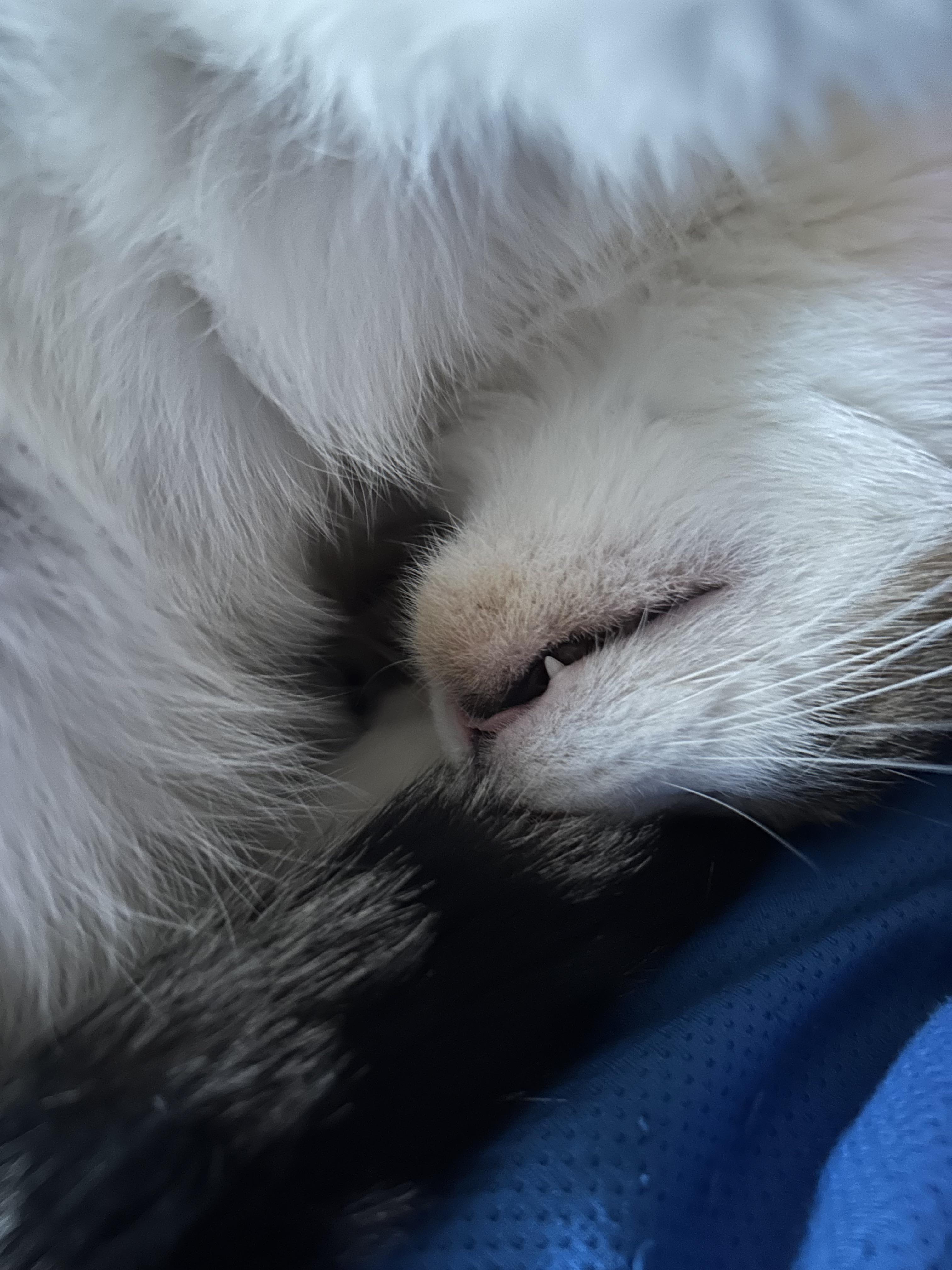 Tiny sick blep | Scrolller