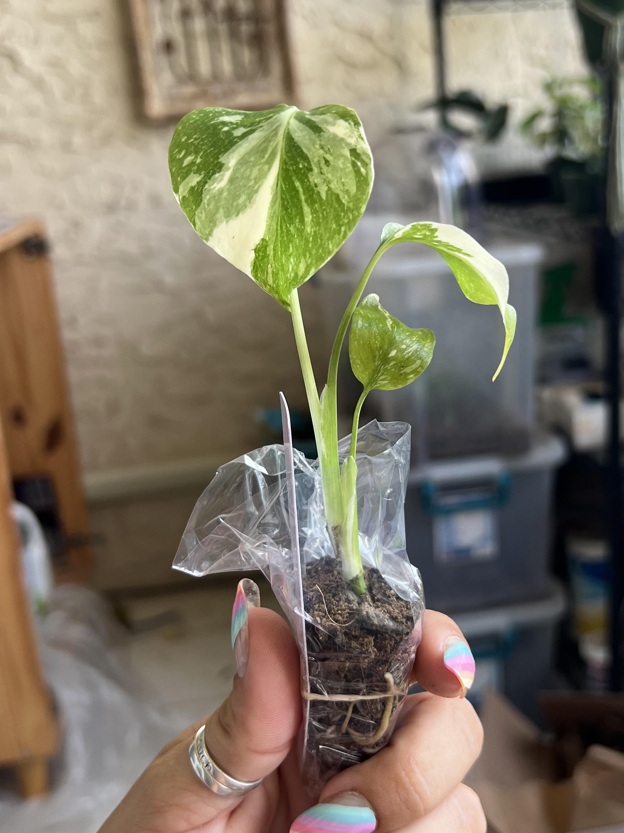 Tiny Thai Constellation | Scrolller