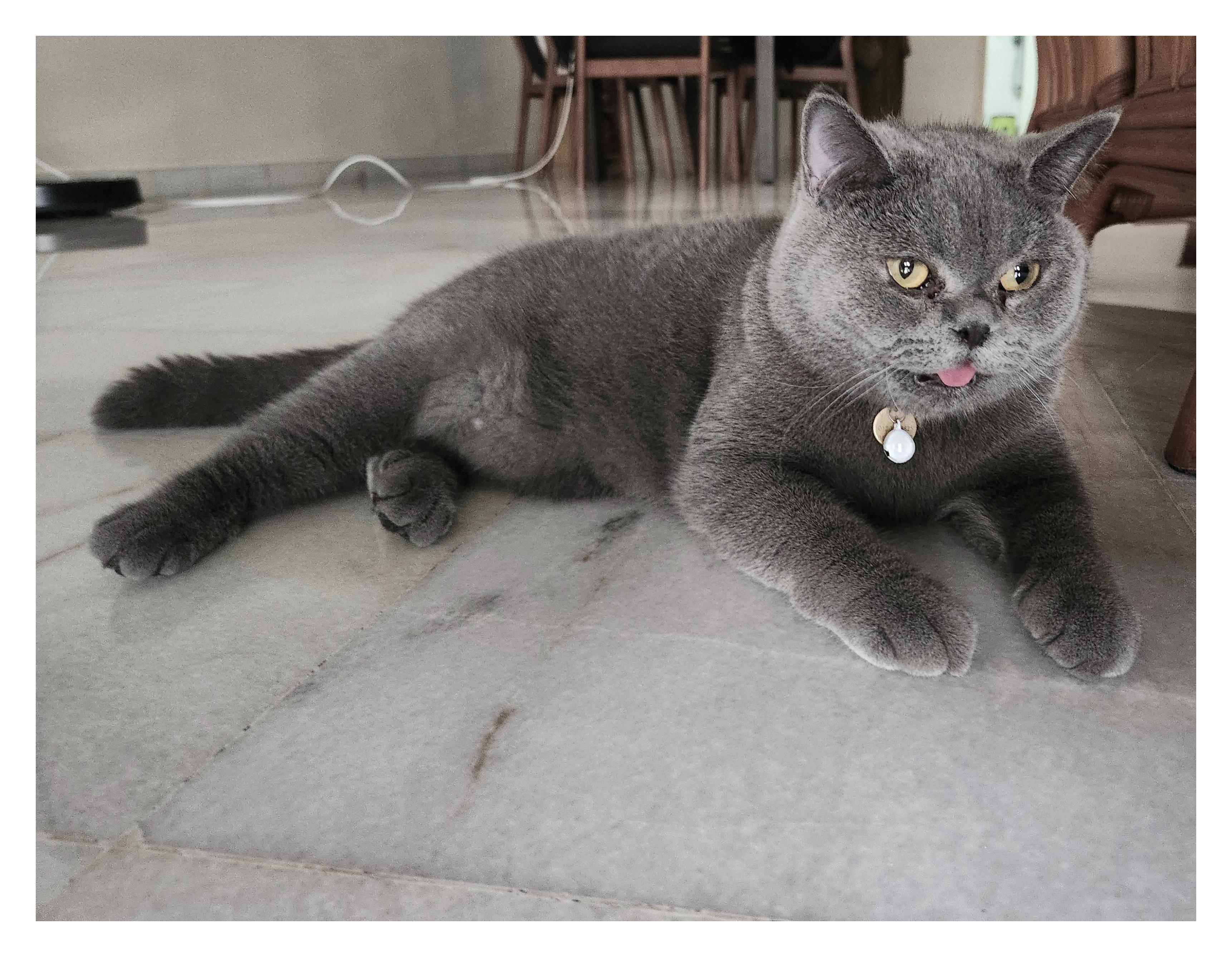 Tired Blep | Scrolller