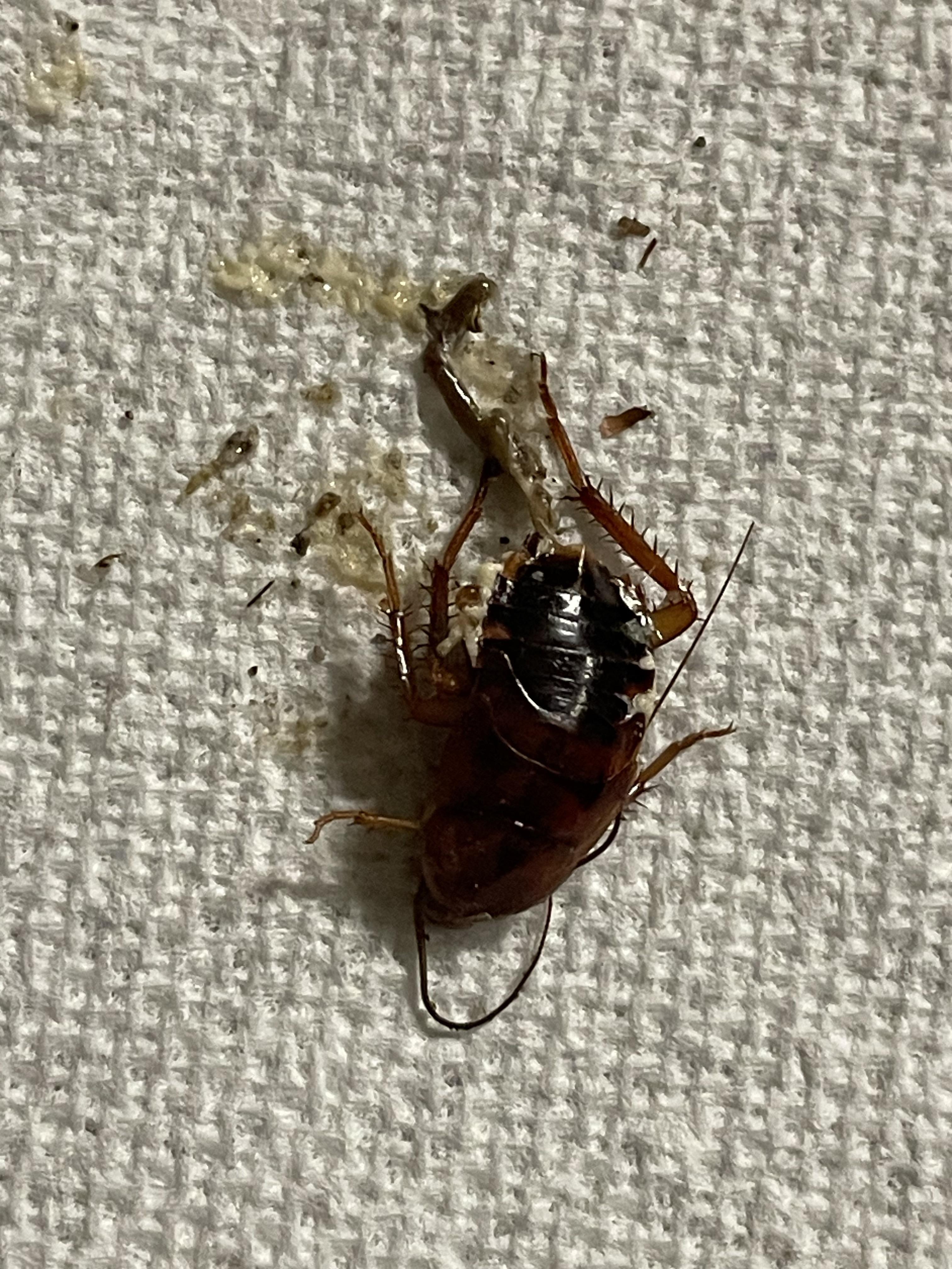 What species of cockroach is this? | Scrolller