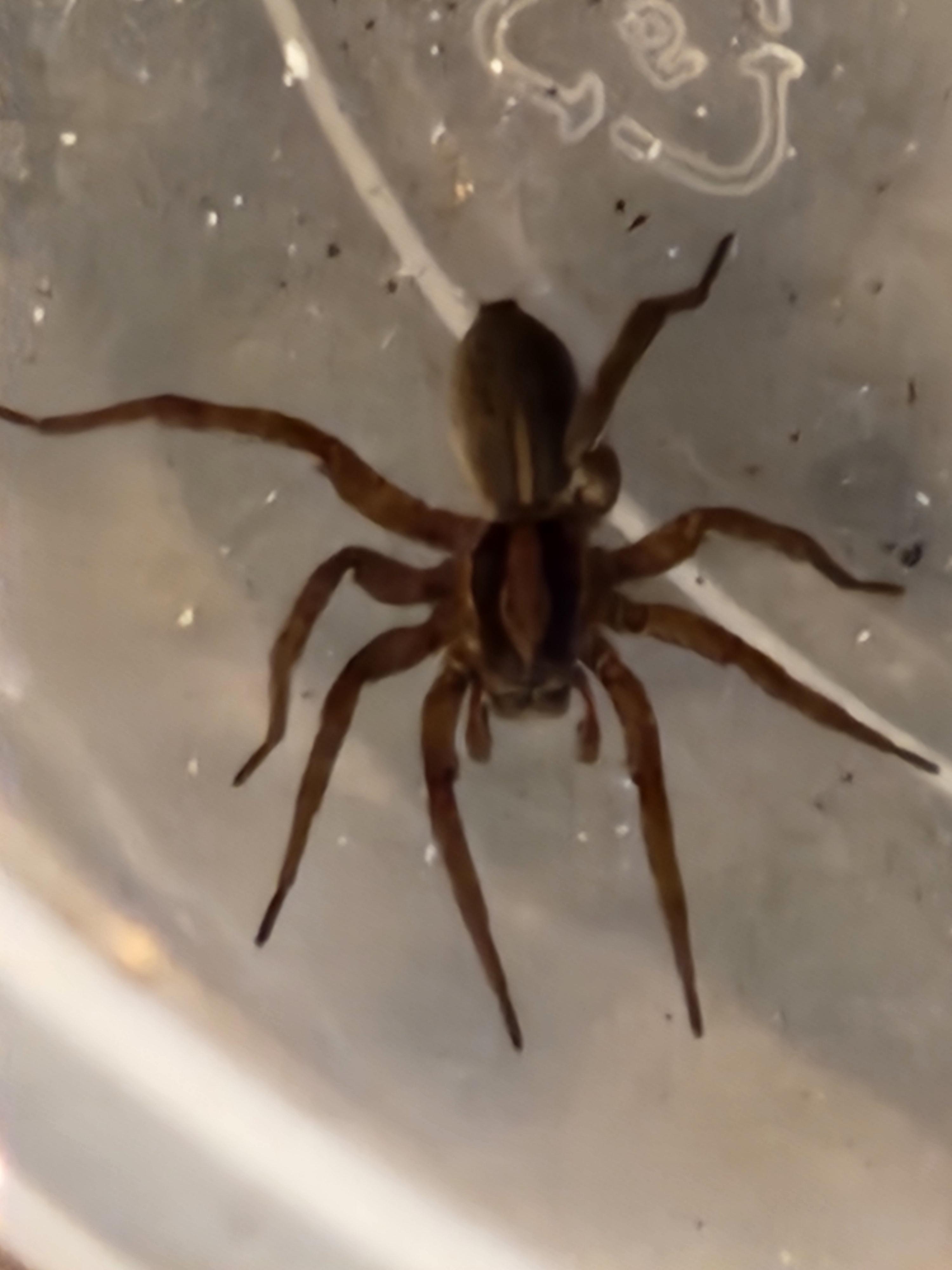 Basement buddy | Scrolller