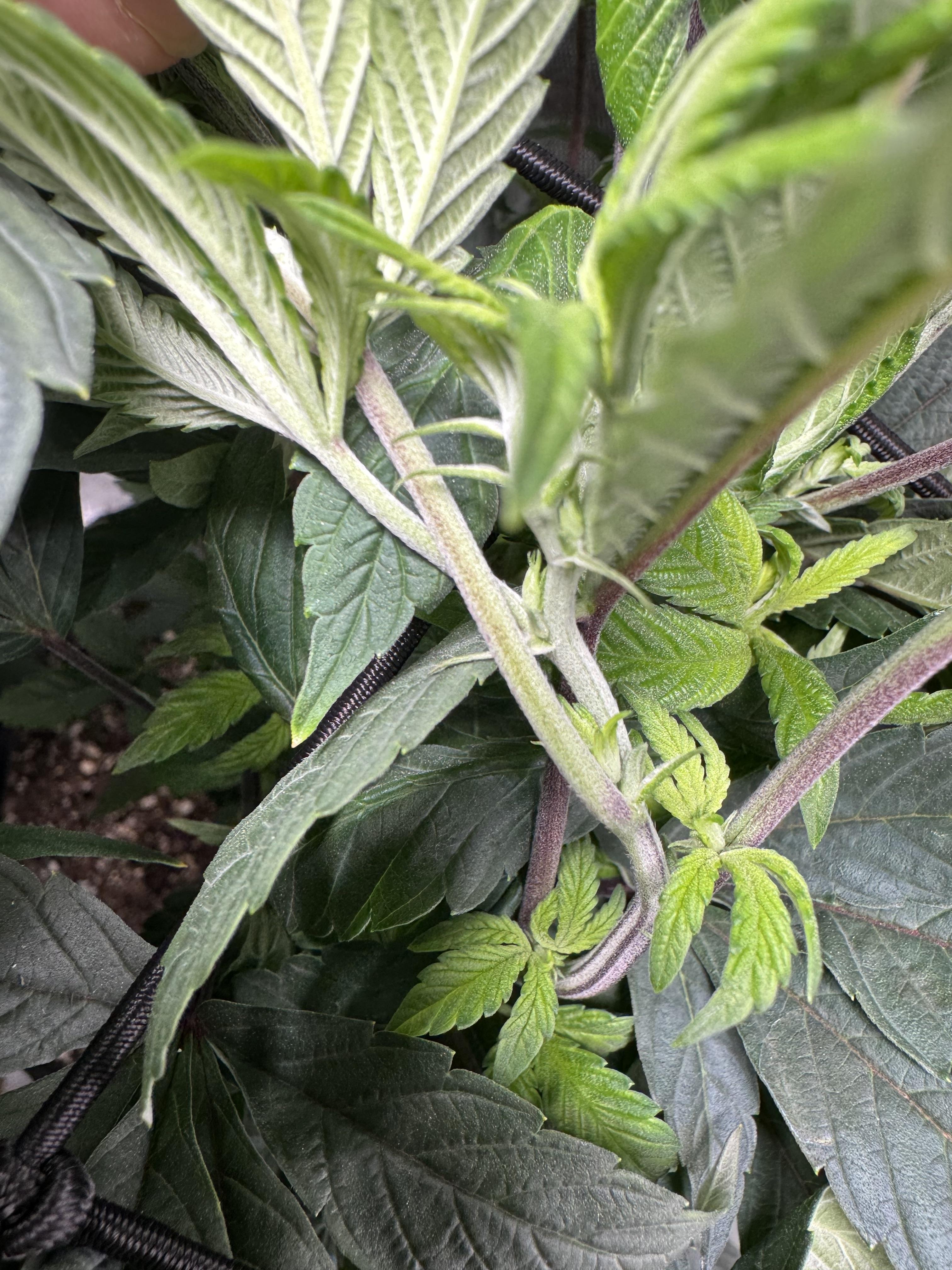 Is this a dude? | Scrolller