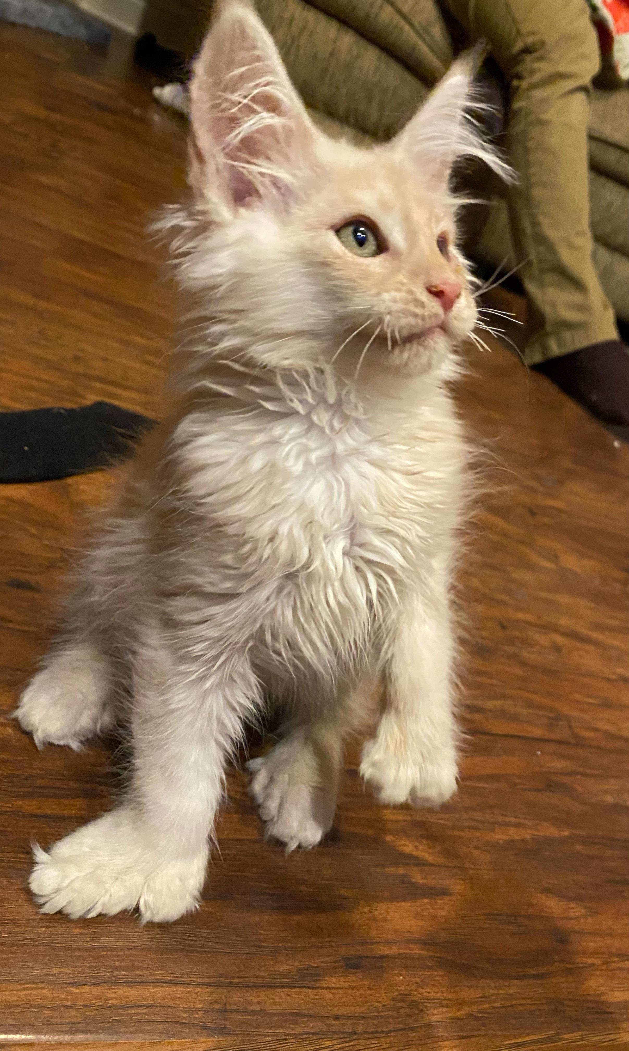 Havel aka King Of All The Beans | Scrolller