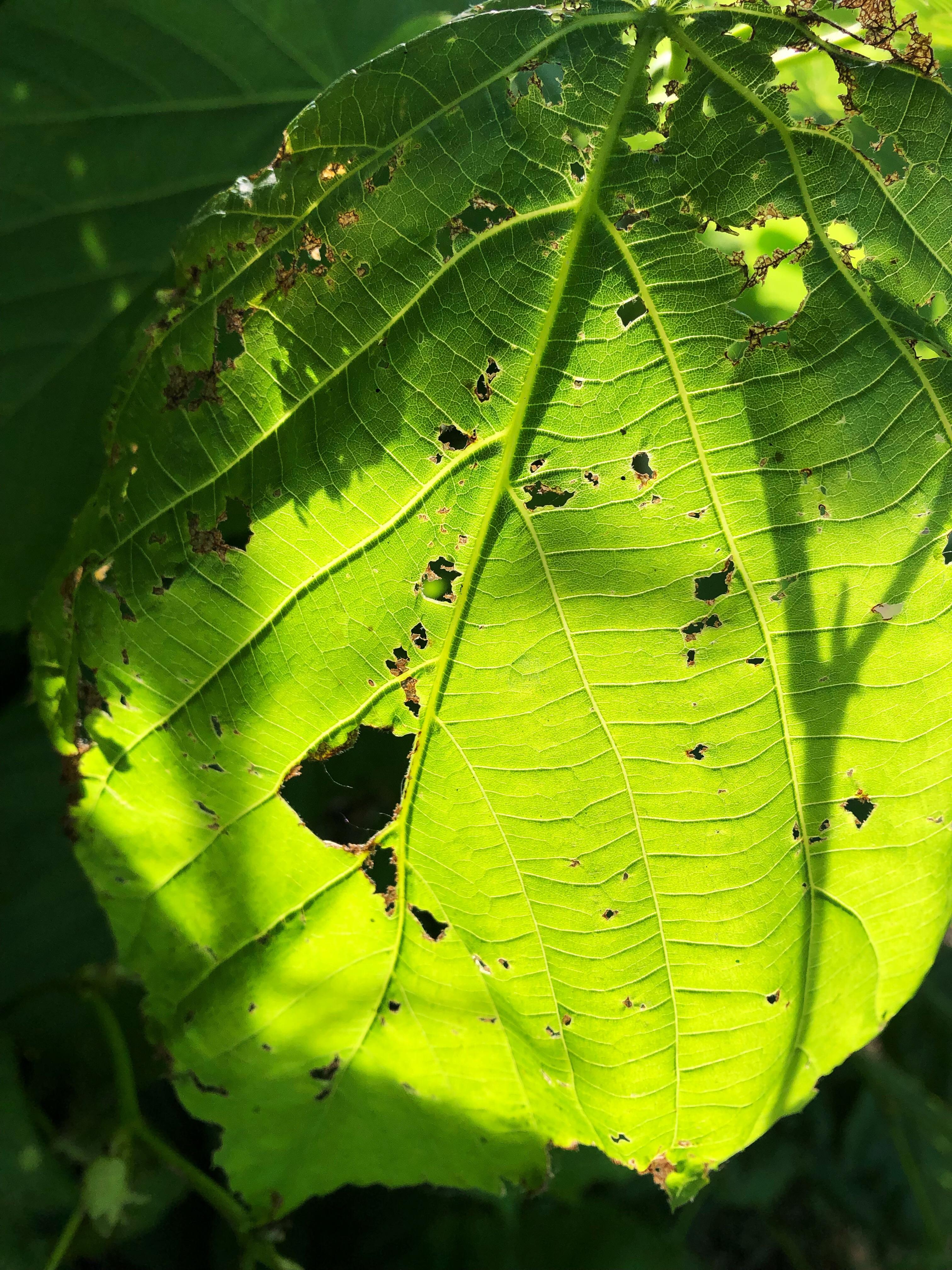 Glowing Leaf | Scrolller