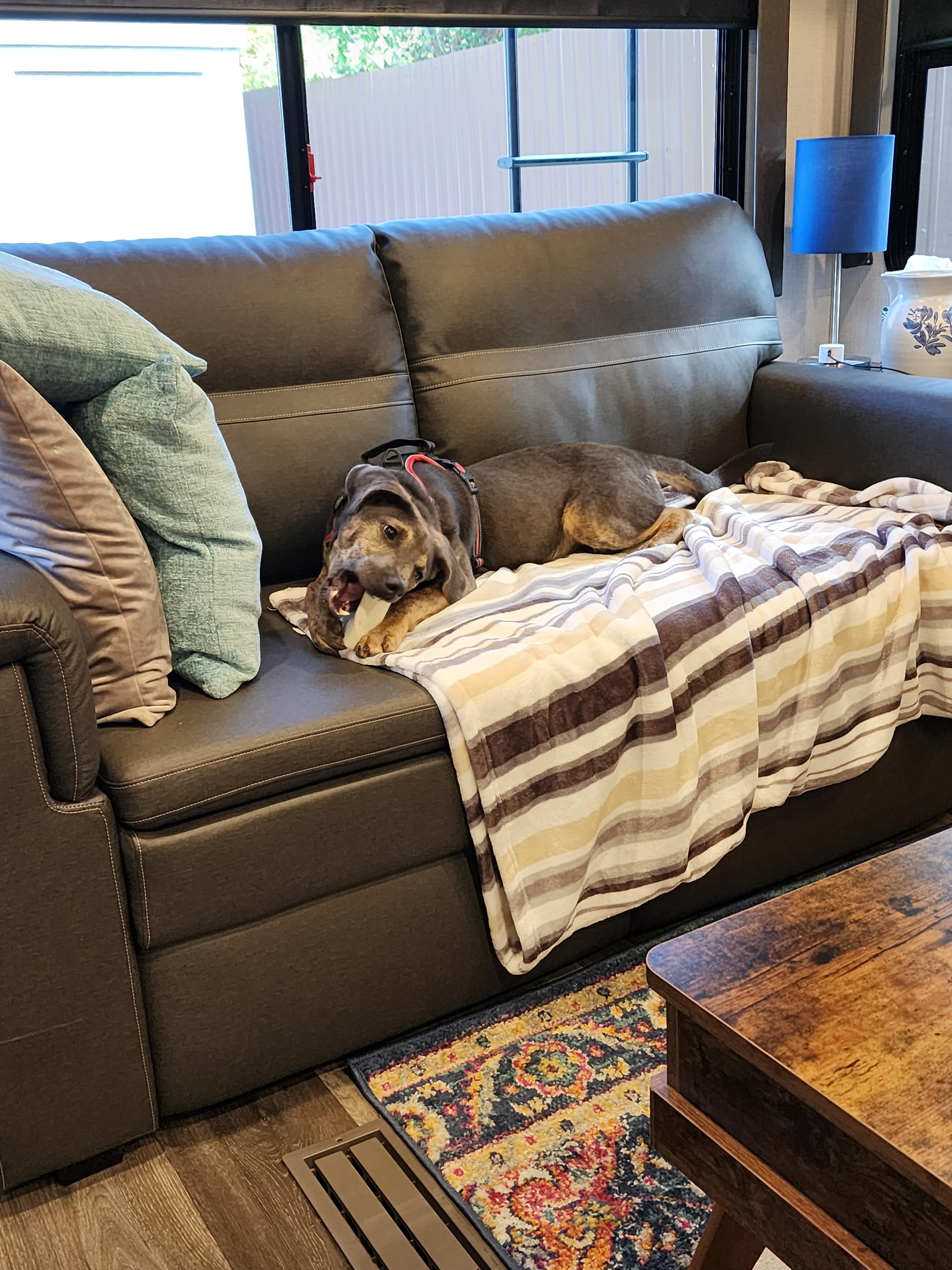 Our new rescue | Scrolller