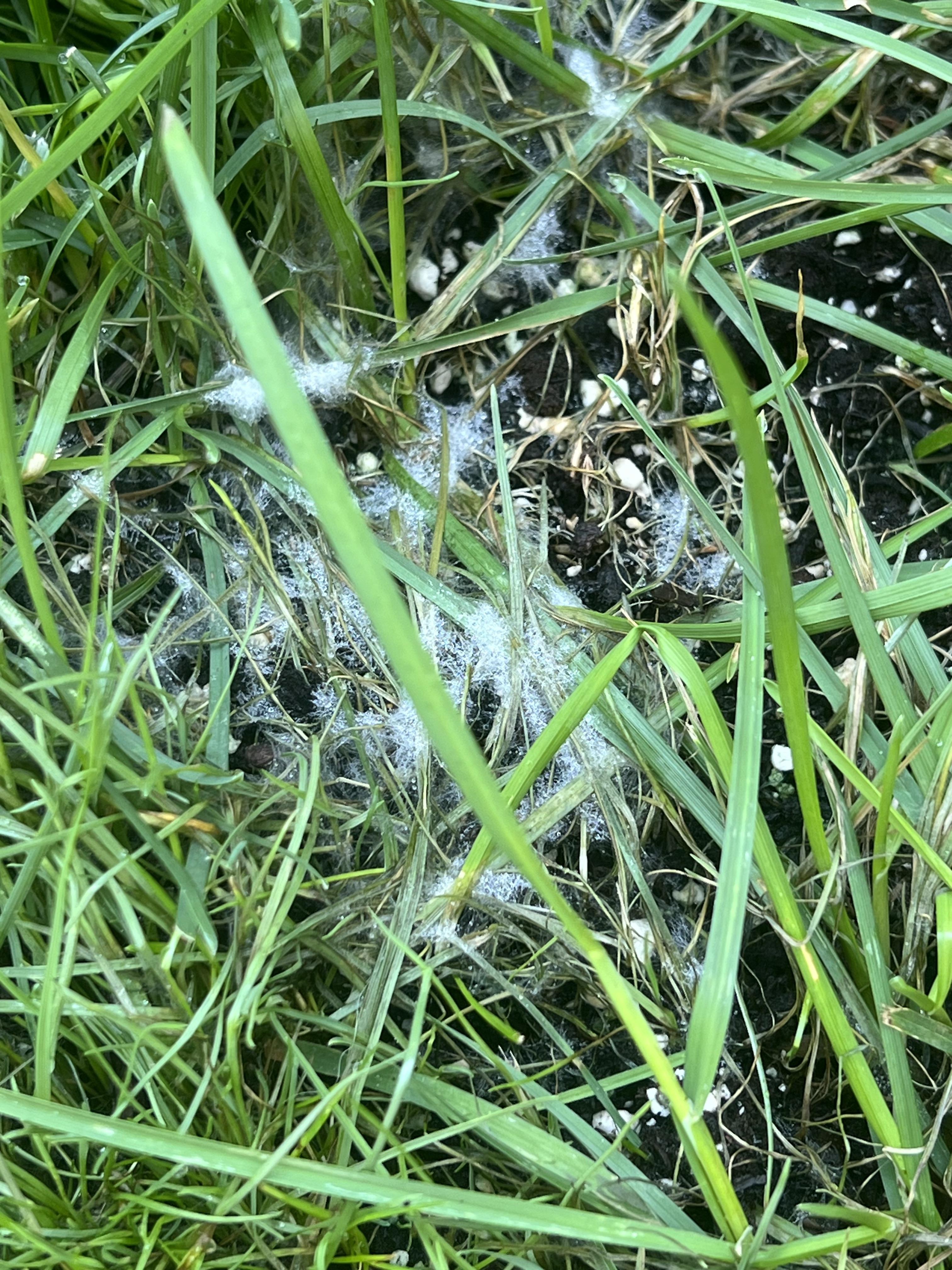 Lawn fungus??? Please help! | Scrolller