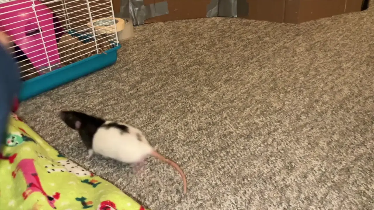 Toast my incredible dwarf rat practicing some of her favorite tricks! | Scrolller
