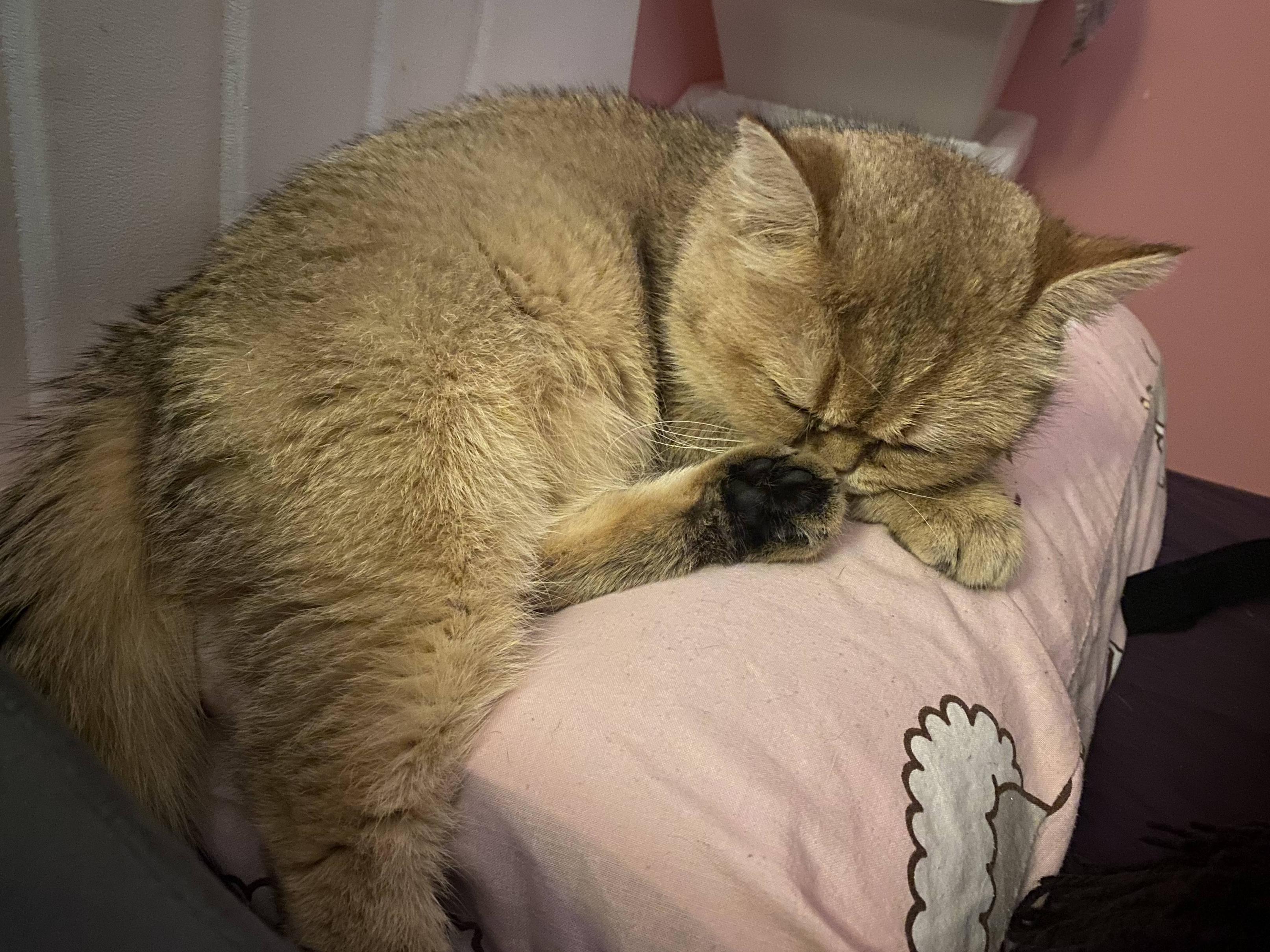 Toasted Beans on a Sleeping Golden Kitty | Scrolller