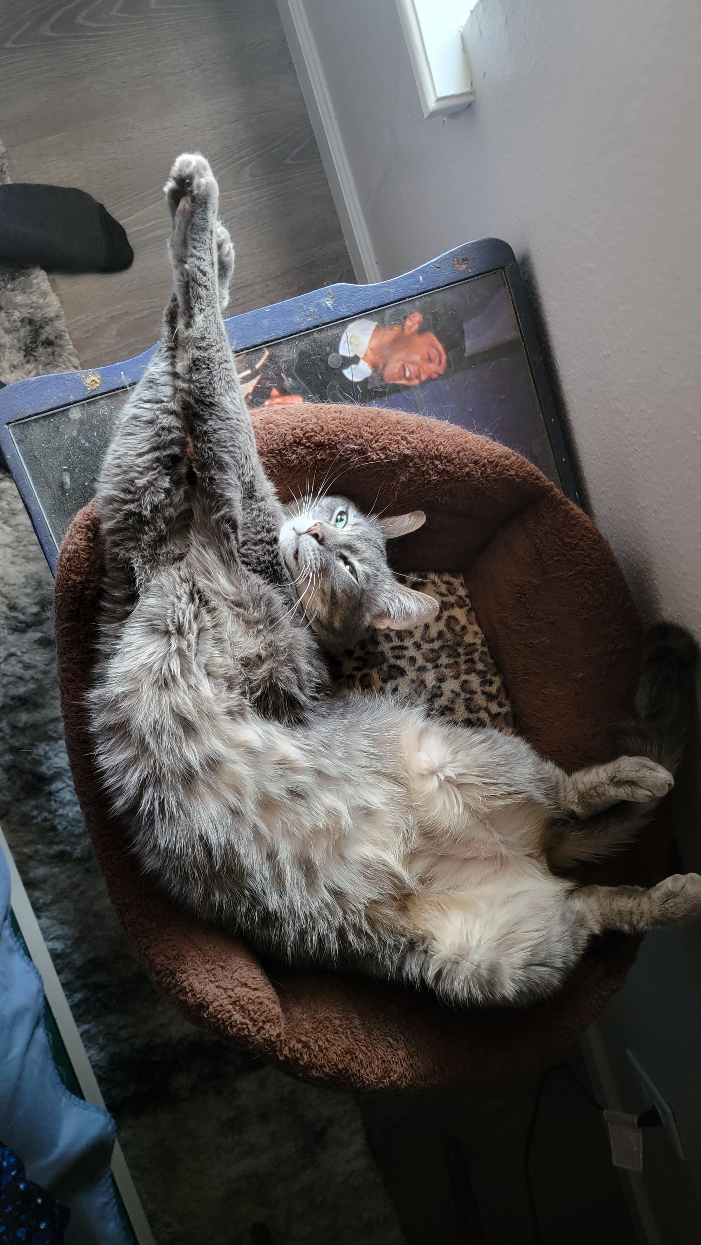 Toby anytime I visit him when he's sleeping. | Scrolller