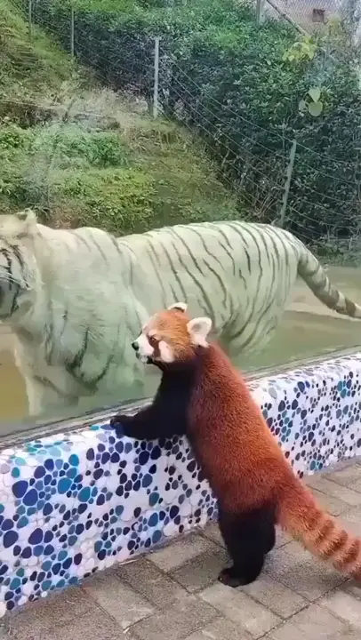 Today Its proved: RED PANDAS ARE ALSO AS BRAVE AS LION