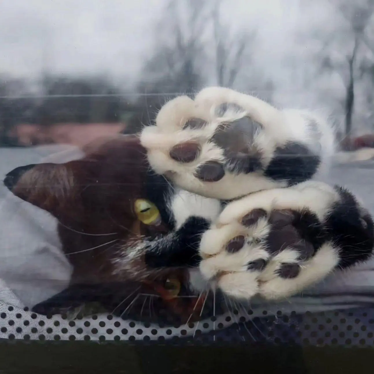 Toe bean flex | Scrolller