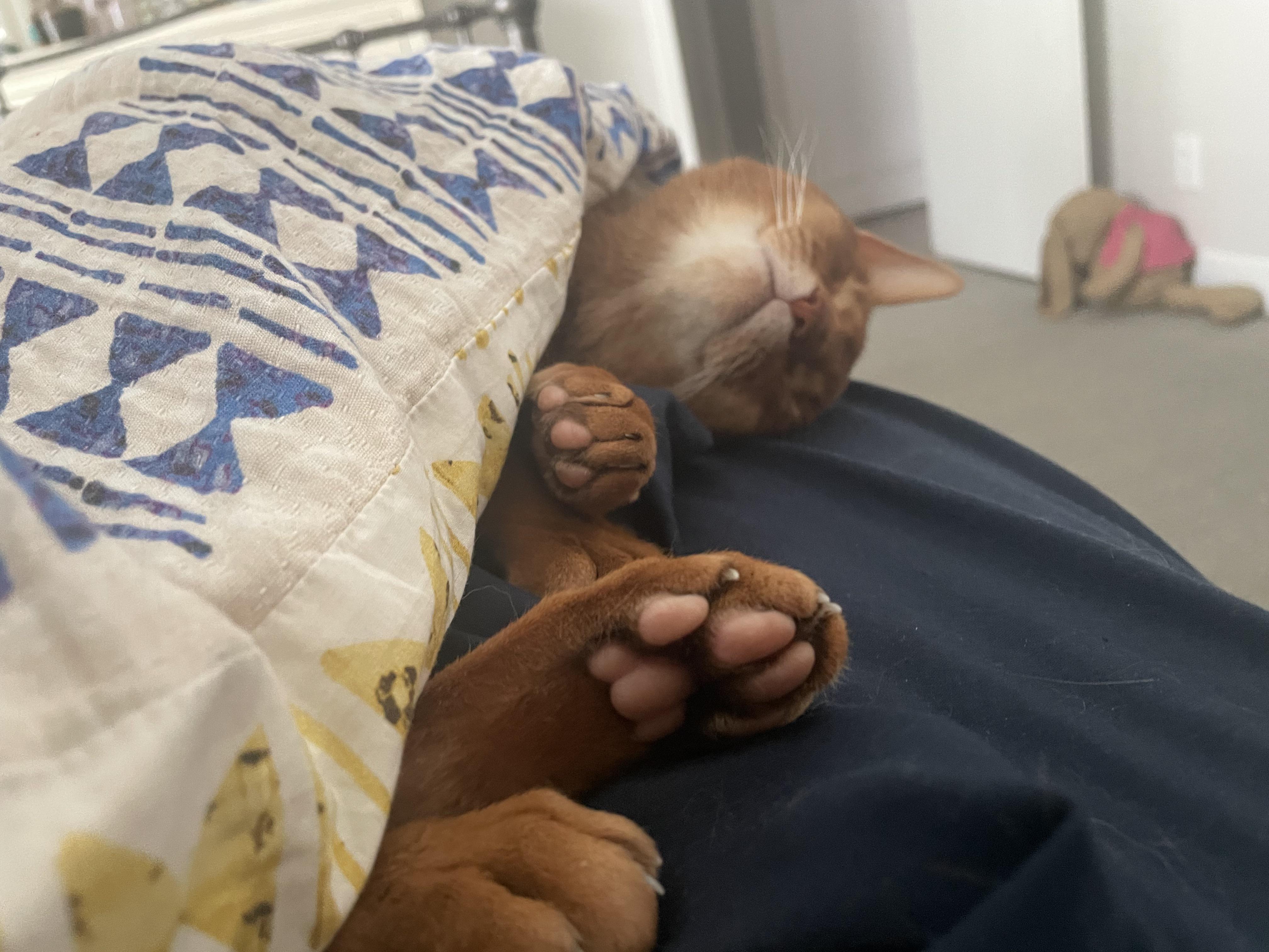 Toe Beans | Scrolller