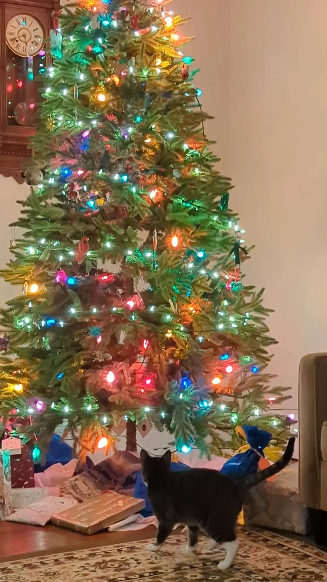 Toots (mostly) resisting the temptation like a good boy | Scrolller