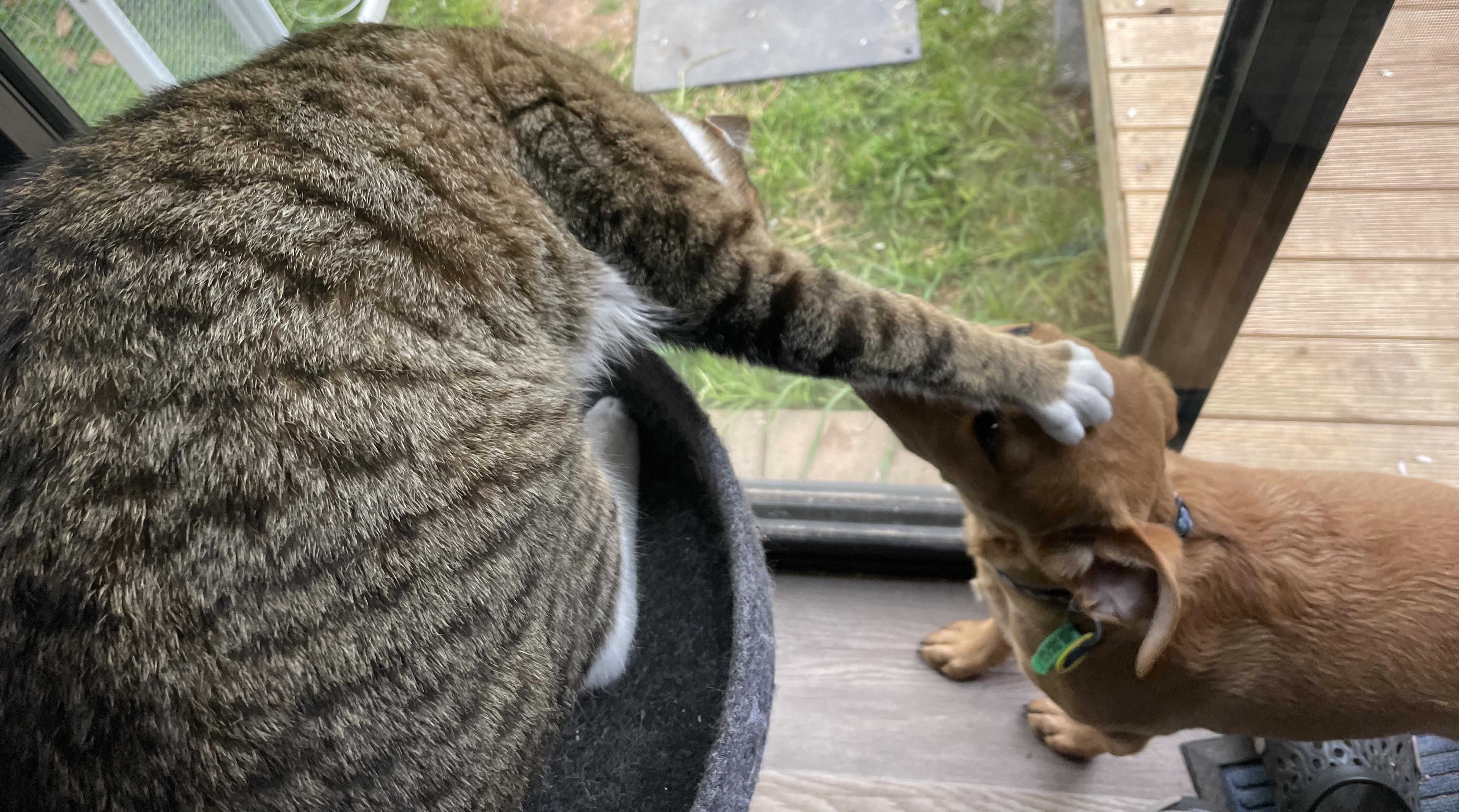 Touch tha puppy | Scrolller