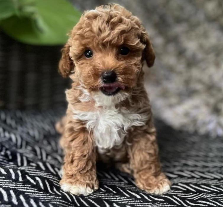 Toy Cavapoo | Scrolller