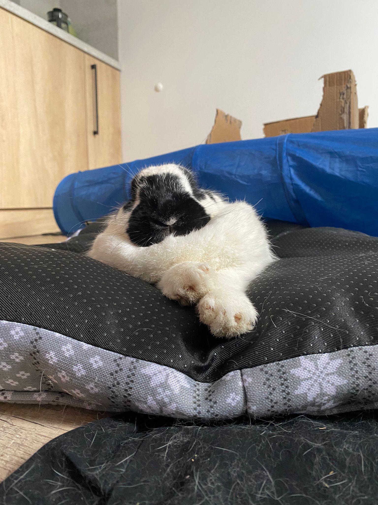 Whats Mono dreaming about? | Scrolller