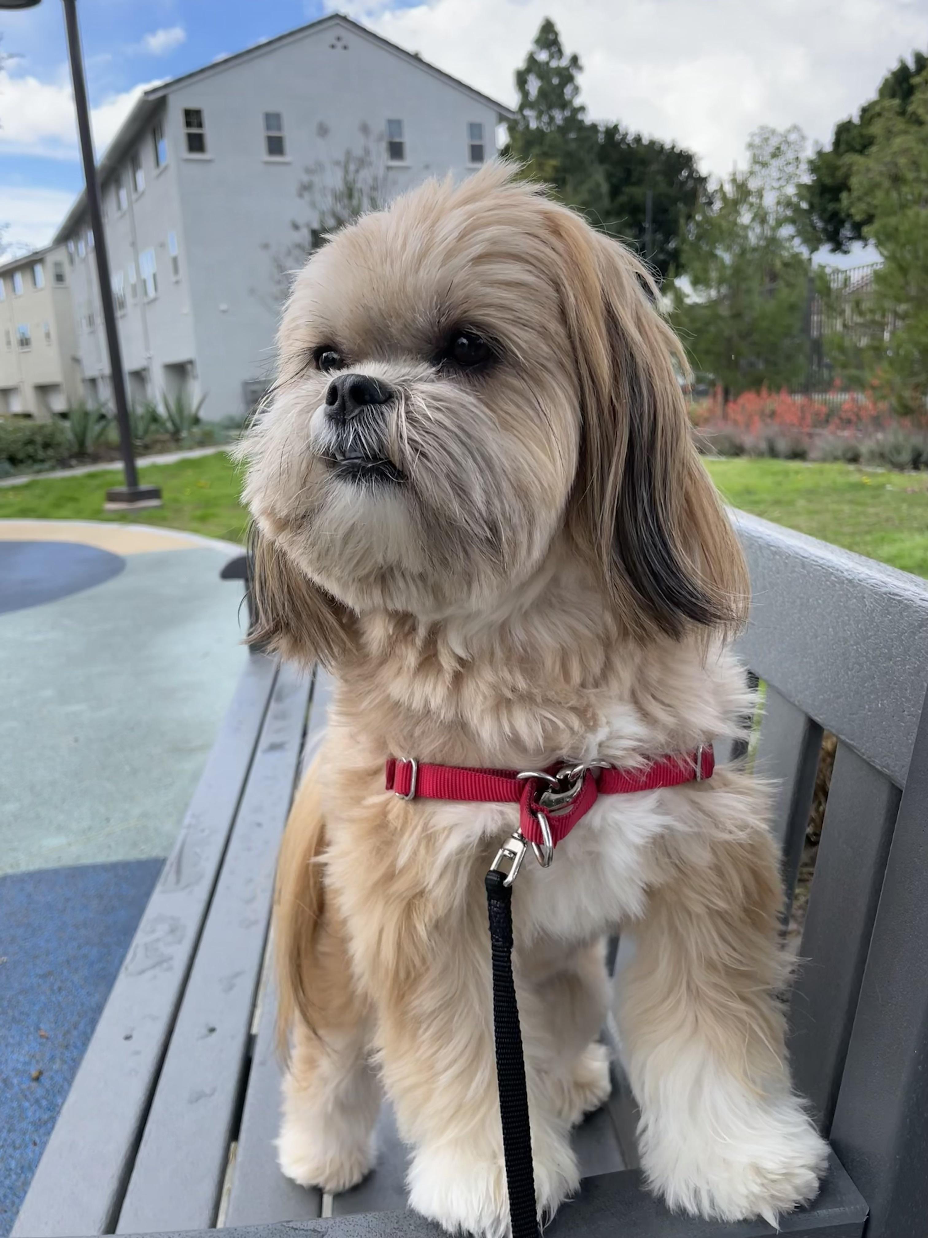 Discover more like Shihtzu: Toby on neighborhood watch and Related Content | Scrolller