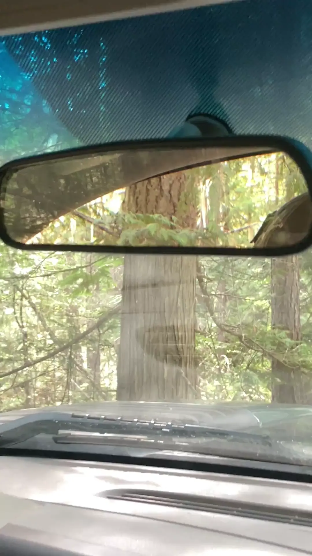 Tree in mirror perfectly lined up with tree out windshield | Scrolller