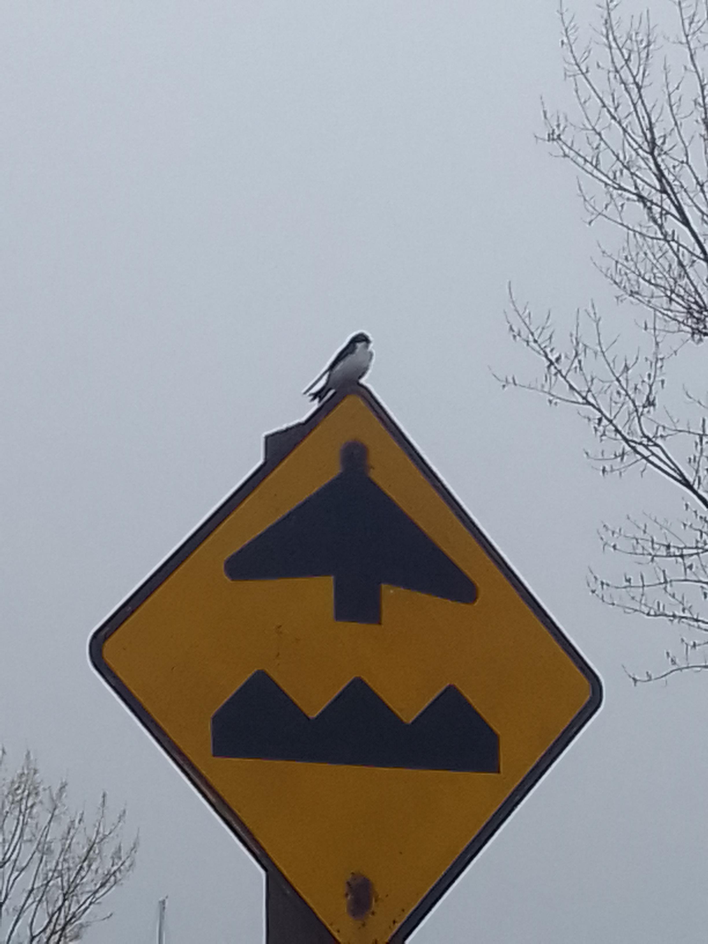 Tree Swallow | Scrolller