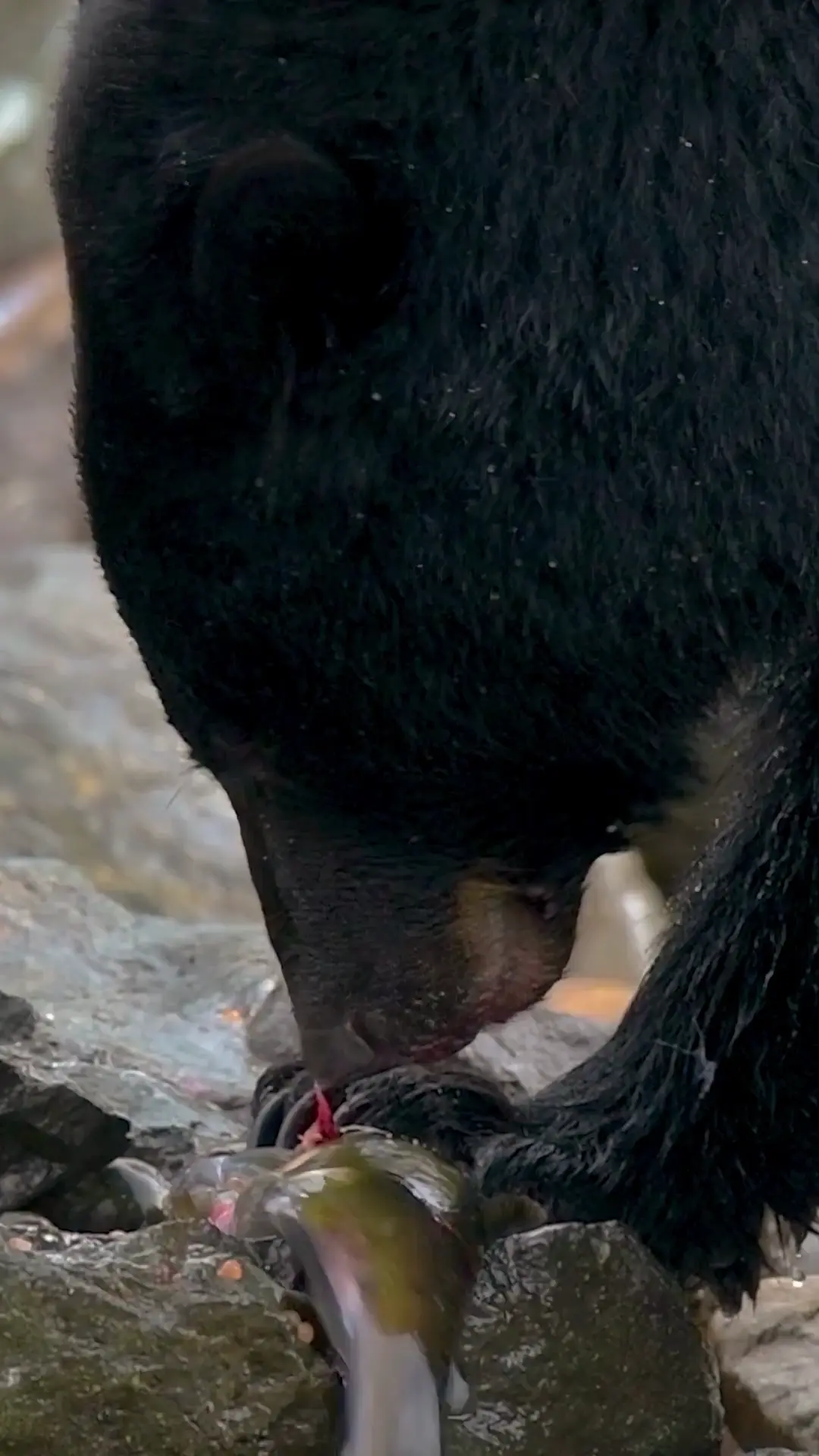 Tried 60FPS Video Of A Bear Dinner [OC][Vancouver ...
