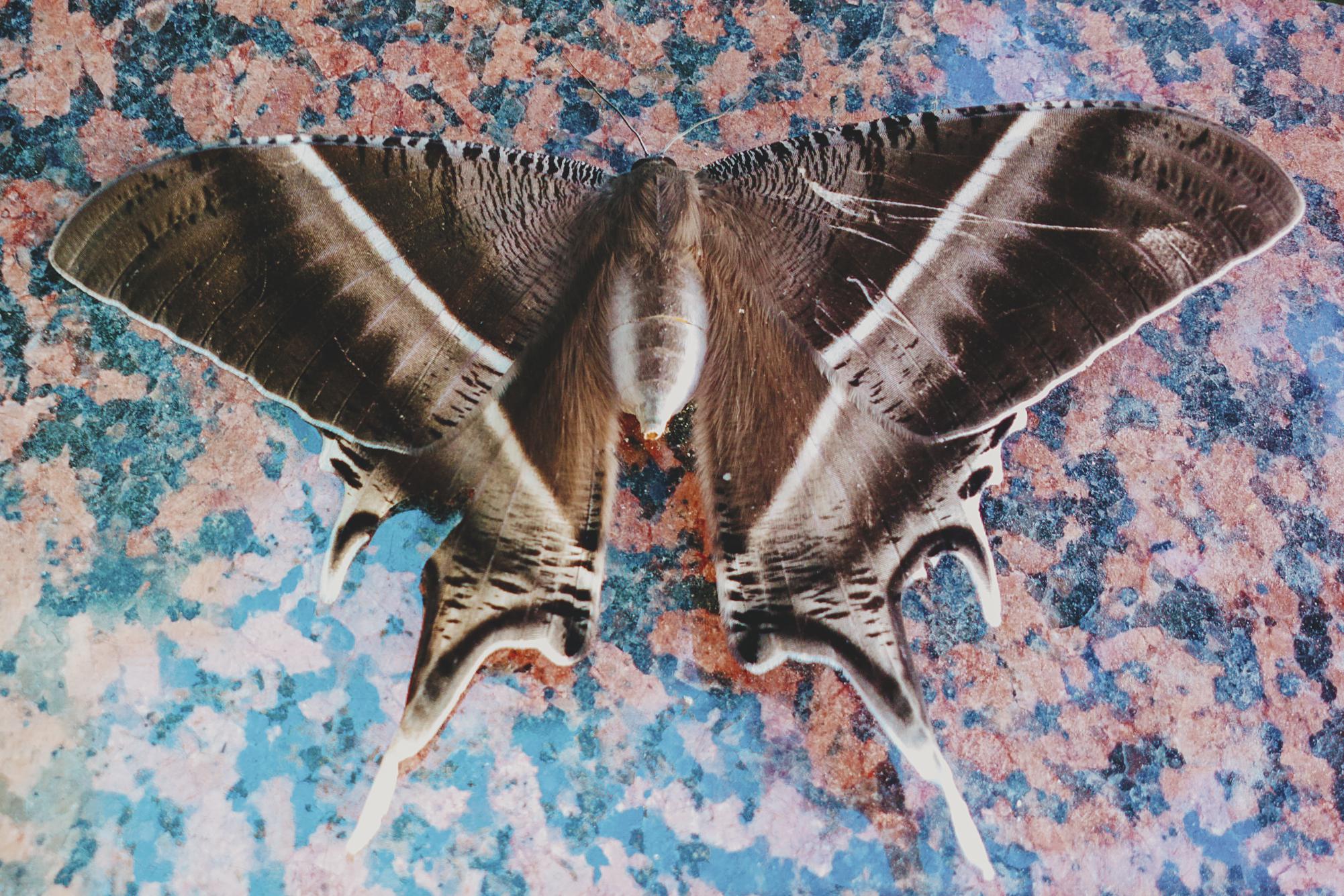 Tropical Swallowtail Moth (Lyssa zampa) [OC] [2002x1335] | Scrolller